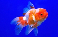 Poisson japonais | E.Leclerc