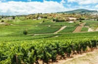 Vignoble de la Vallée du Rhône : Tout savoir | Macave E.Leclerc