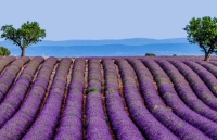 Guide du vin - vins de Provence