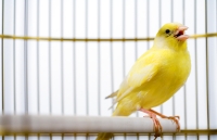Bien s'occuper de son canari | E.Leclerc