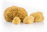 Eponge naturelle de la mer Méditerranée au meilleur prix | E.Leclerc