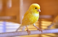 Bien s'occuper de son canari | E.Leclerc