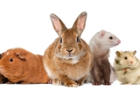 Tout savoir sur les rongeurs | E.Leclerc